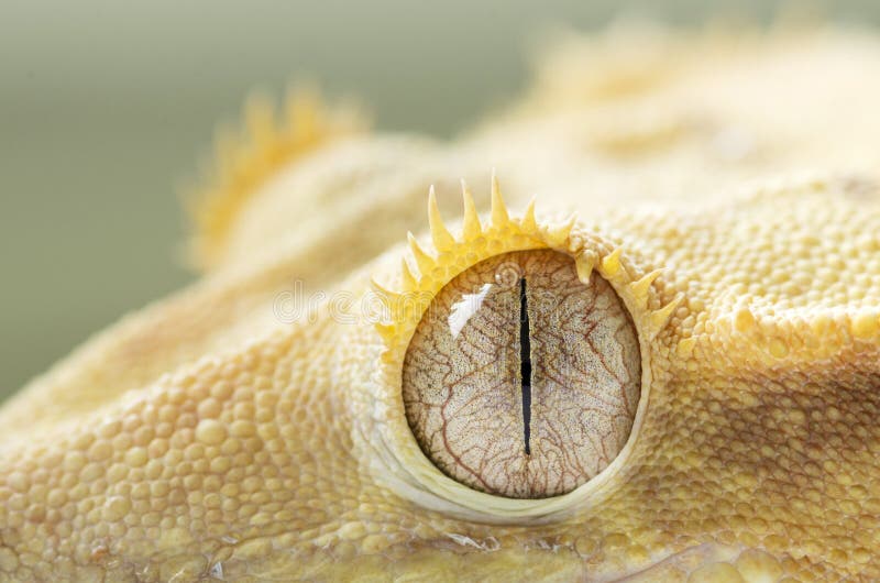 Crested gecko s eye stock photo. Image of ciliatus, dragon - 76734764