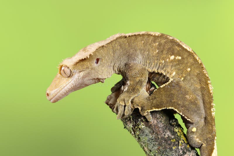Crested Gecko stock photo. Image of closeup, zoology - 94763660