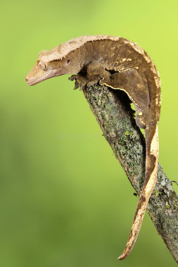 Crested Gecko - Isolated on Solid Background Stock Photo - Image of ...