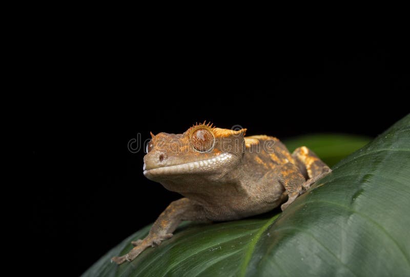 Crested Gecko stock photo. Image of crested, mouth, gecko - 36100500