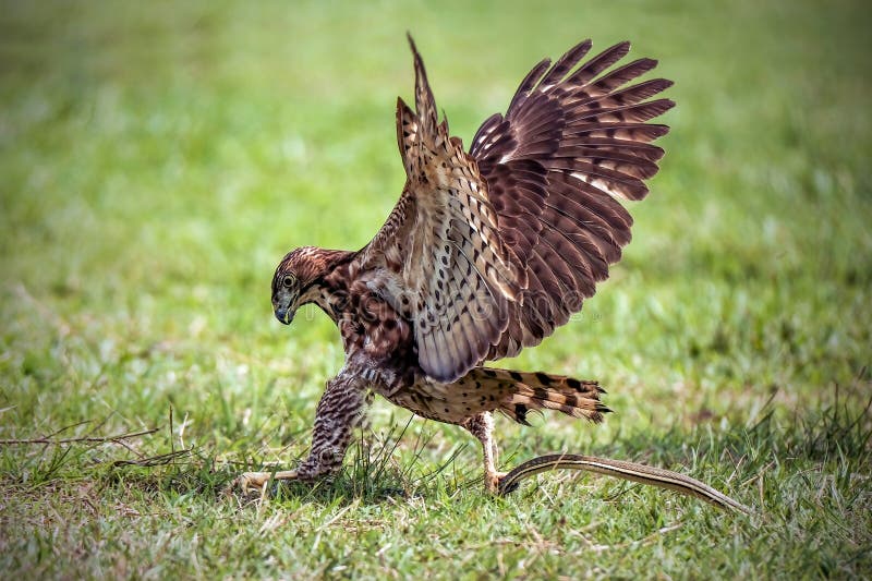 Crested Goshawk Snake Stock Photos - Free & Royalty-Free Stock Photos ...