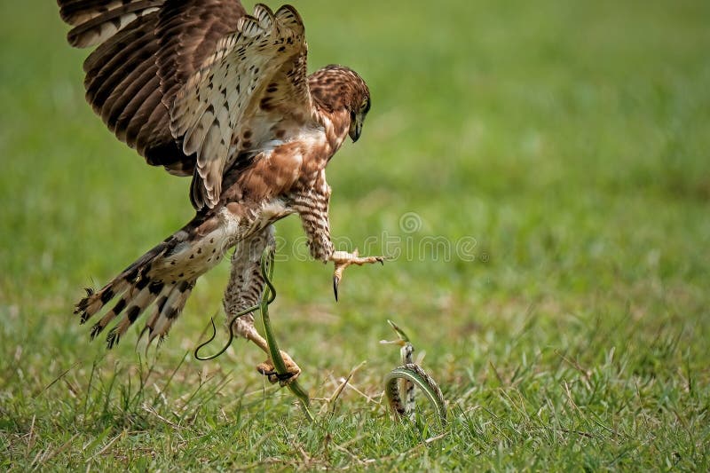 Two Bird Fighting in Front of Another Stock Photo - Image of young ...