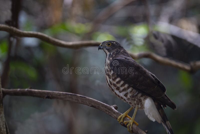 Crested goshawk stock image. Image of moustache, head - 196066265