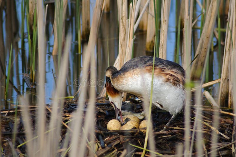Crested Grebe With Eggs Picture. Image: 13969698