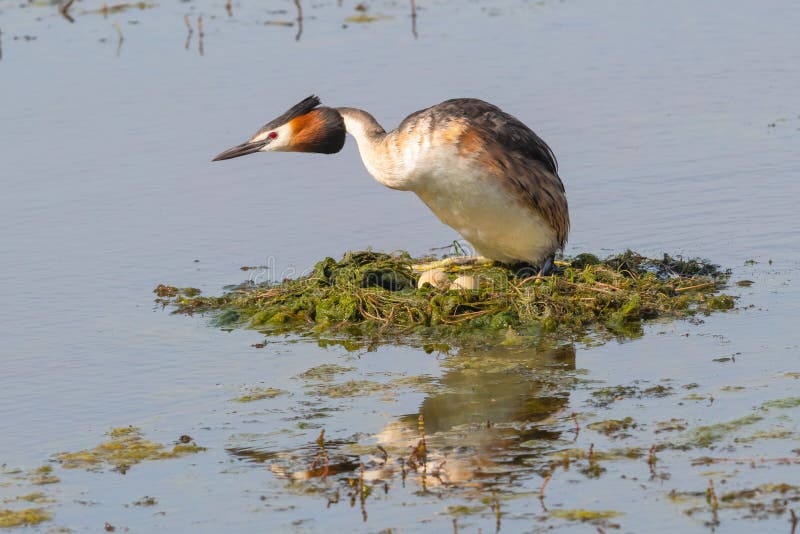 Crested Grebe with Eggs Nest in the Middle of the Lake. Stock Photo ...