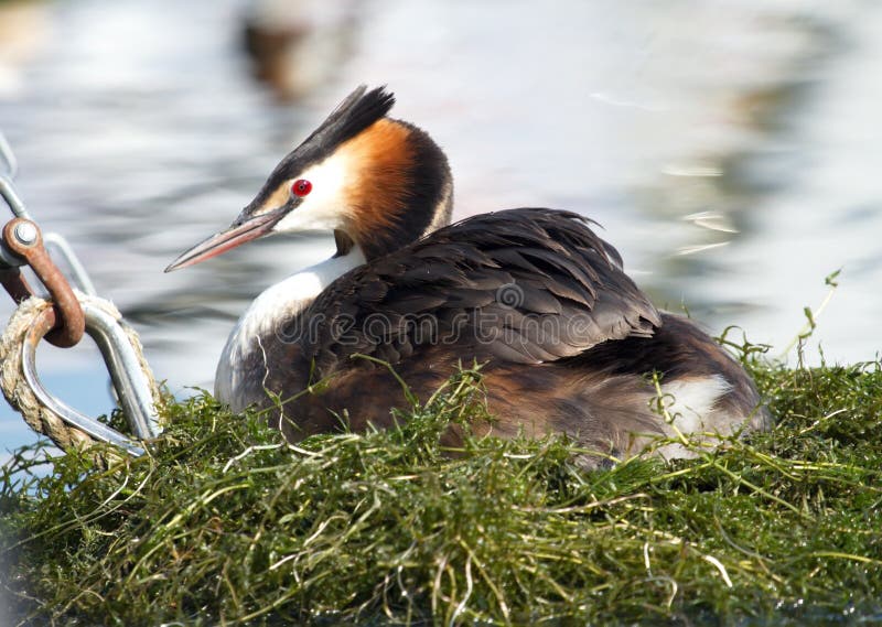 Crested Grebe (podiceps Cristatus) Duck on Nest Stock Photo - Image of ...
