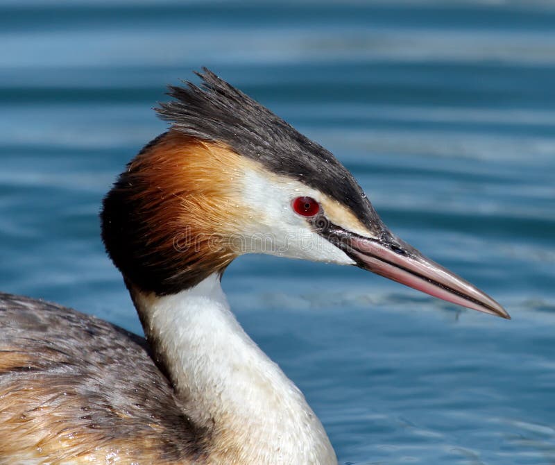 Great Crested Grebe Ducks, Podiceps Cristatus, Stock Image - Image of ...