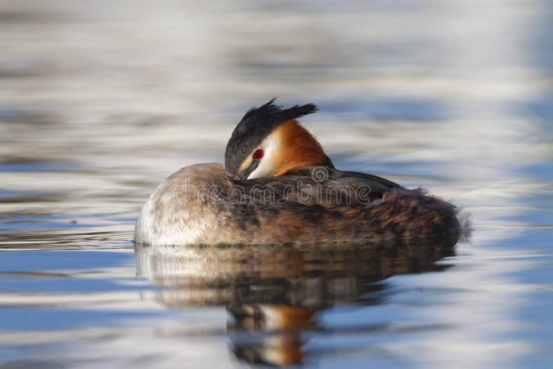 Crested Grebe, Podiceps Cristatus, Duck Sleeping with an Eye Open Stock ...