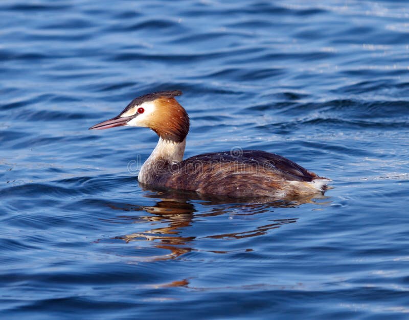 Great Crested Grebe Ducks, Podiceps Cristatus, Stock Image - Image of ...
