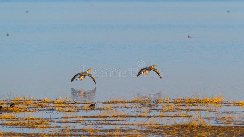 Crested Grebes Flying Over the Lake. Stock Photo - Image of crested ...