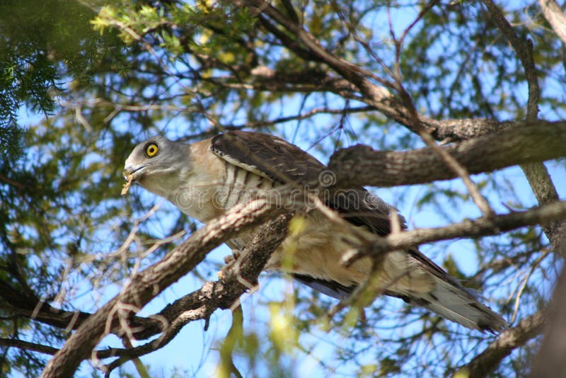 Crested Hawk stock image. Image of animal, queensland - 1209025
