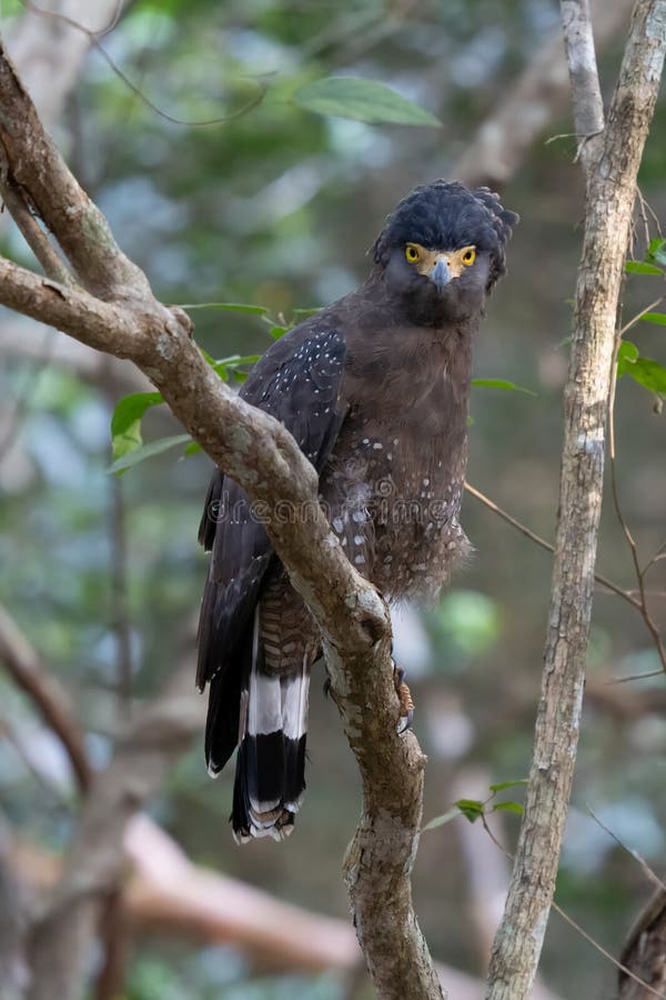 Crested hawk stock image. Image of asia, hunting, kite - 269298595