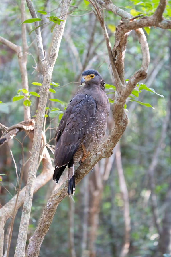 Crested hawk eagle stock photo. Image of beauty, elegance - 272195976