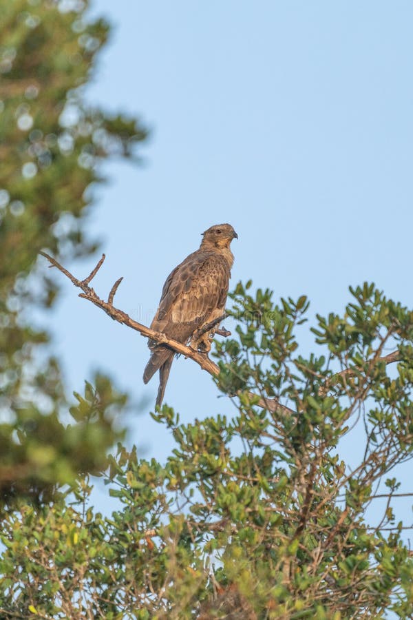 Crested hawk eagle stock image. Image of birdwatching - 272569467