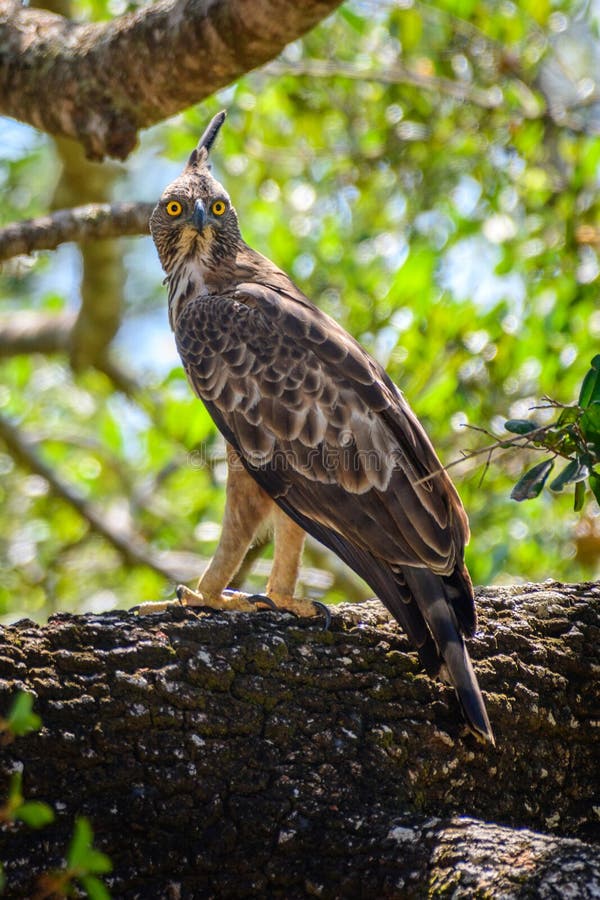 Crested Hawk-eagle (Nisaetus Cirrhatus) Perch at Yala National Park ...