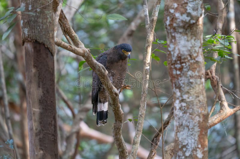 Crested hawk stock photo. Image of majestic, birding - 272544852