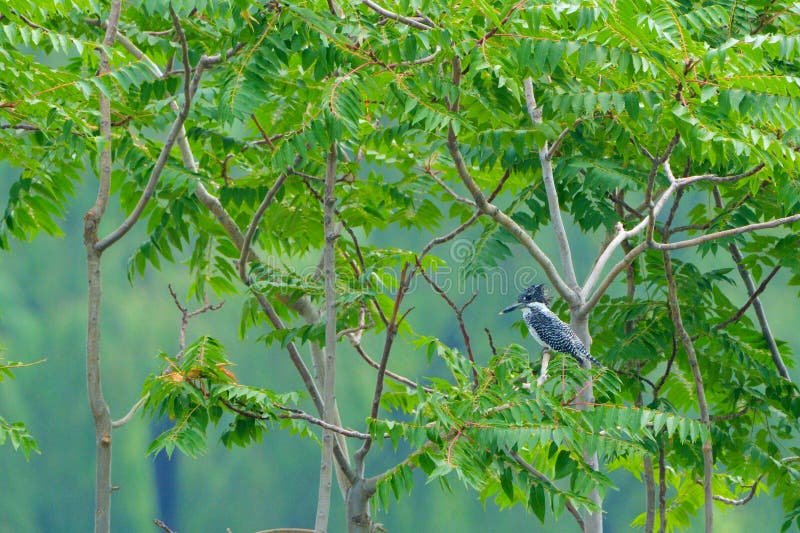 Crested Kingfisher stock image. Image of tree, animals - 328430867