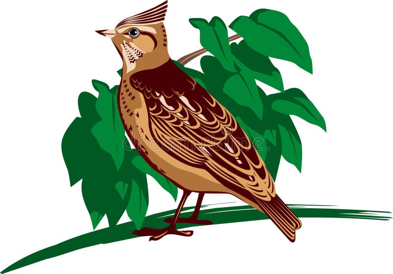 Crested lark stock vector. Illustration of lark, animal - 14984173