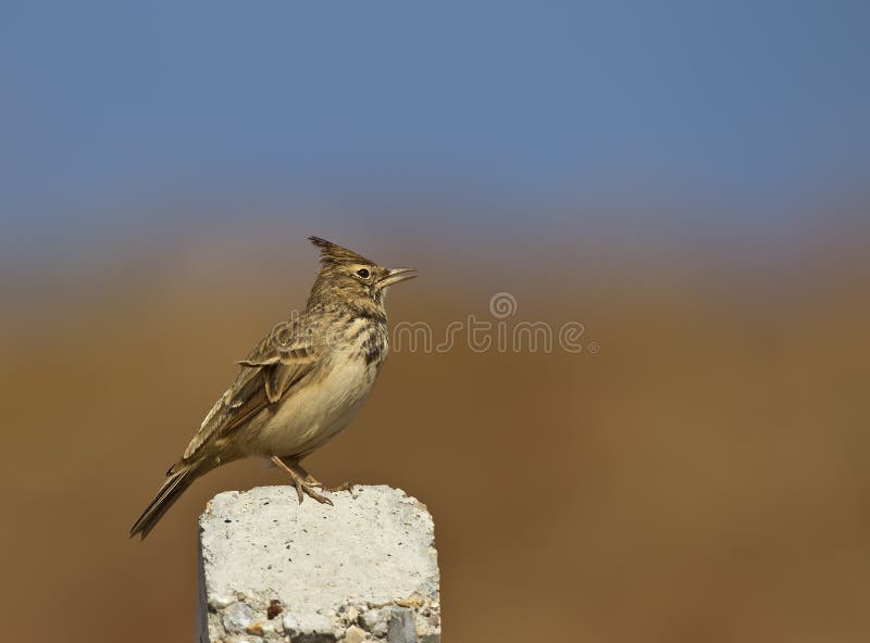 Crested Lark stock photo. Image of bunting, grass, corn - 27373304