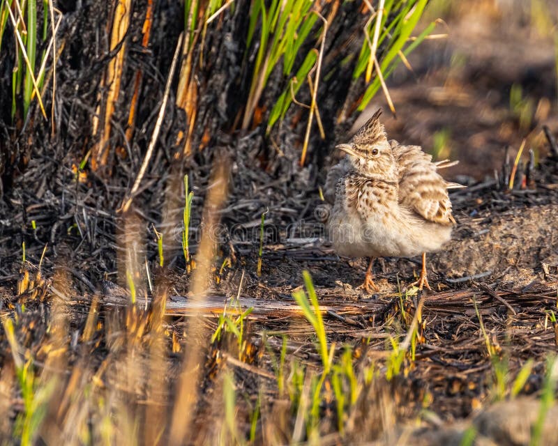 Lark Basking Stock Photos - Free & Royalty-Free Stock Photos from ...