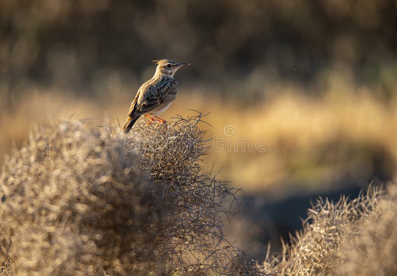 A crested lark bird stock image. Image of leaf, flower - 238071443