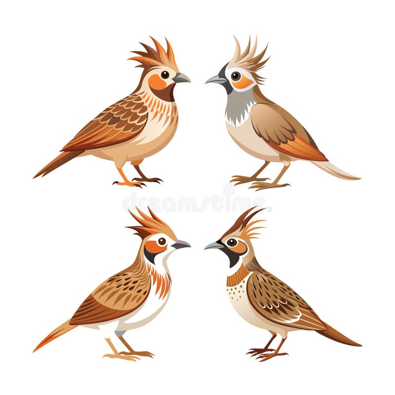 Crested Lark Bird Realistic Illustration Stock Vector - Illustration of ...