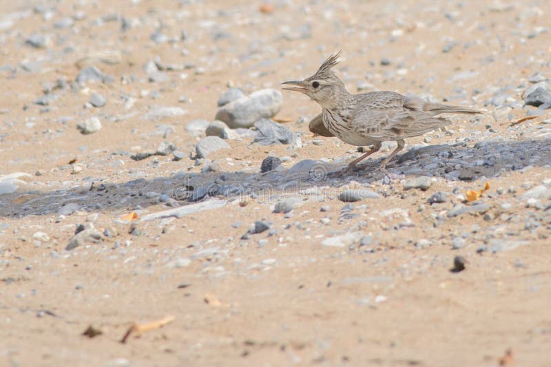 Crested Lark in a desert stock photo. Image of crest - 298415818
