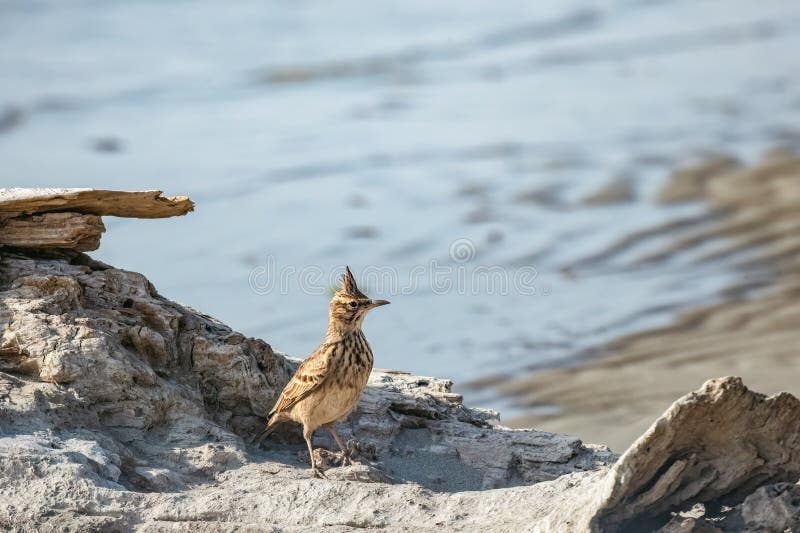 The Crested Lark or Galerida Cristata Common Small Grey Brown Bird with ...