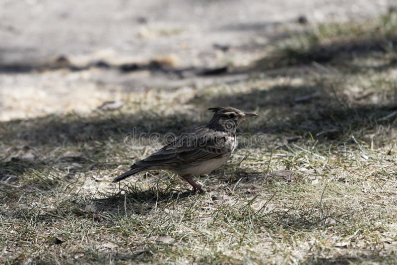 Crested Lark Galerida Cristata Stock Image - Image of standing ...