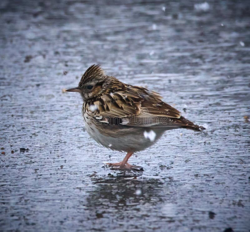 Crested Lark Galerida Cristata Stock Image - Image of ornithology ...