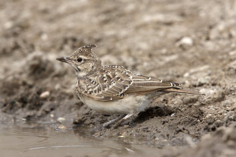 Crested Lark, Galerida Cristata Stock Image - Image of european, lark ...