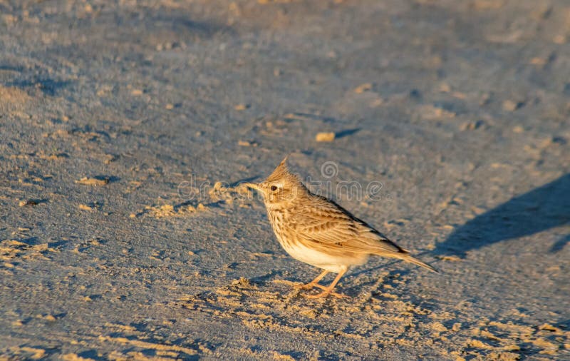 Crested Lark, Ground-dwelling Birds Stock Image - Image of birds ...
