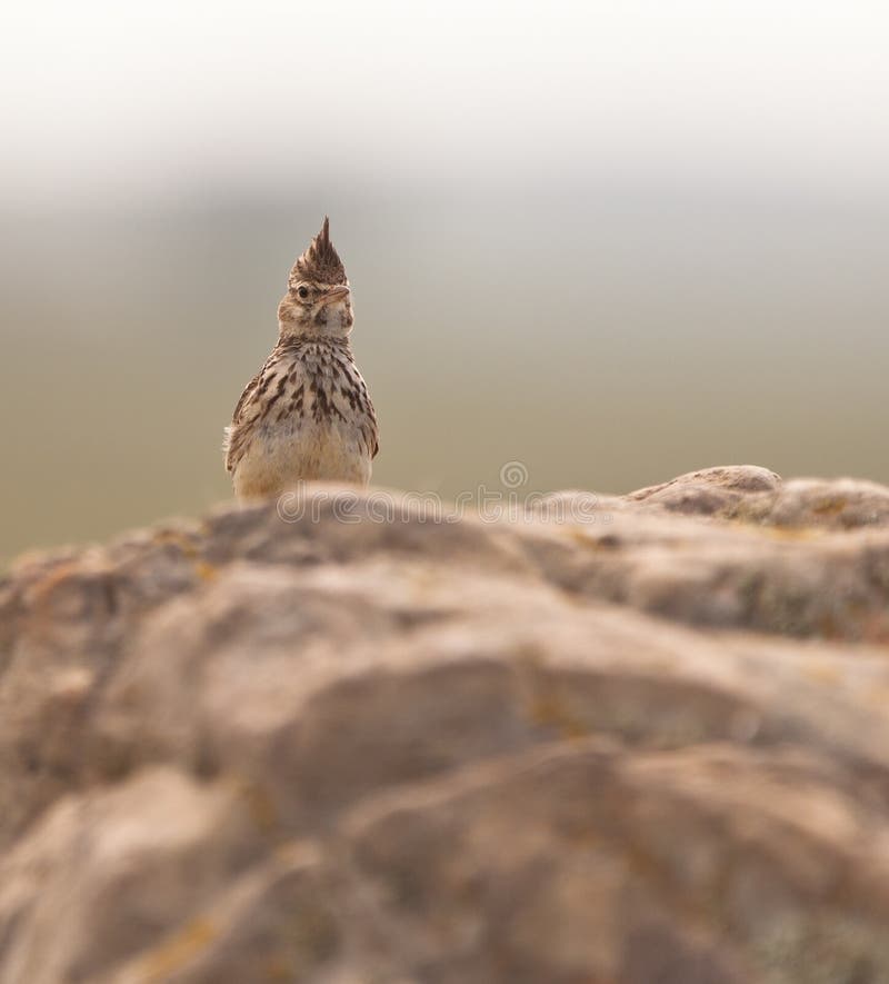 Crested Lark - Galerida Cristata Stock Image - Image of birding, bird ...
