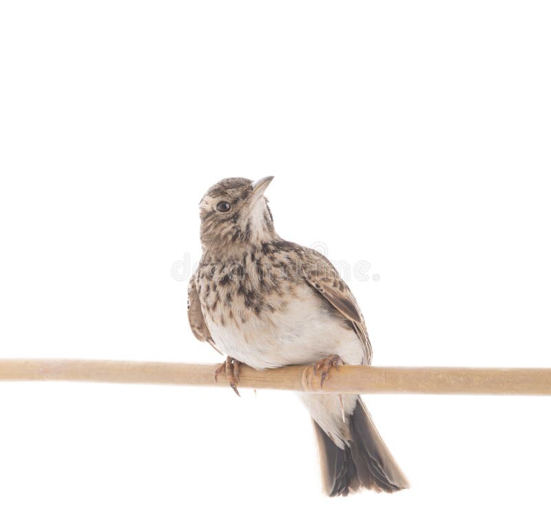 Crested Lark Isolated on White Background Stock Photo - Image of aves ...