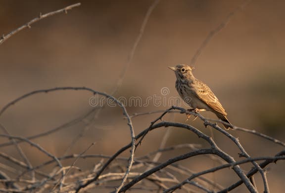 Crested Lark in Its Habitat, Bahrain Stock Image - Image of alaudidae ...