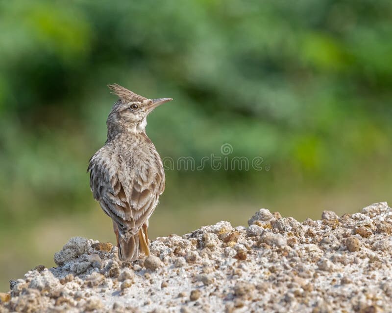 Crested Lark Looking Back To Camera Stock Photo - Image of wing, lark ...