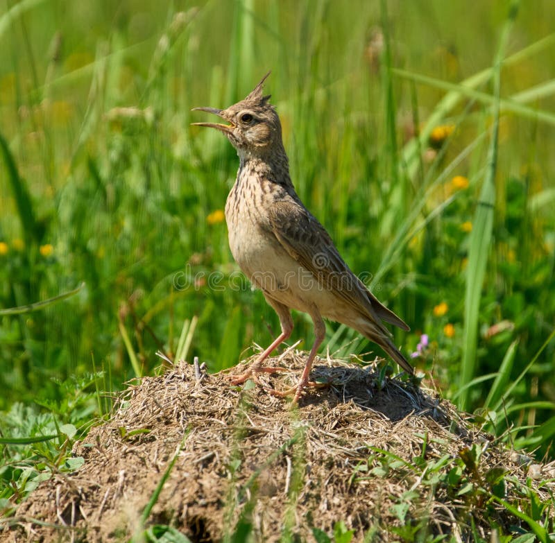 Crested Lark Singing on Ground Stock Photo - Image of bird, passerine ...