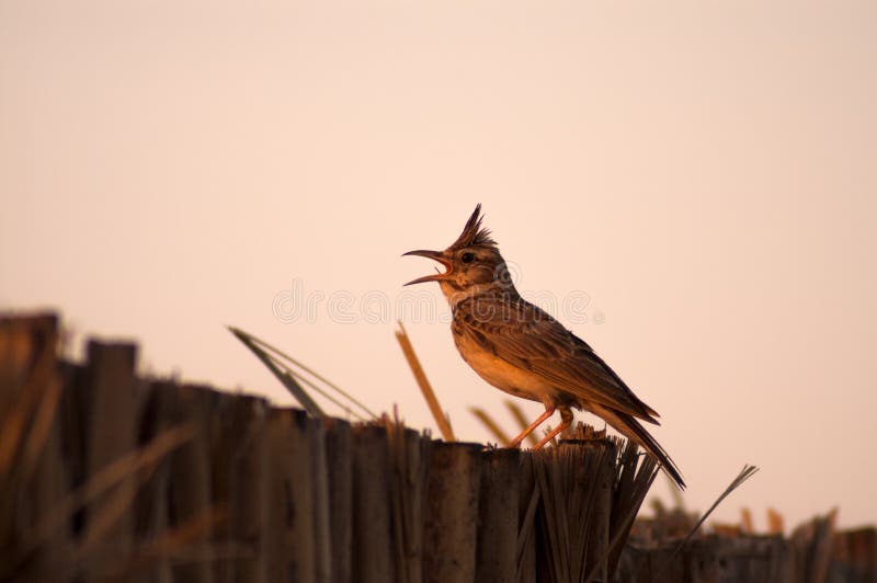 Crested Lark Singing stock image. Image of singing, bird - 20389885