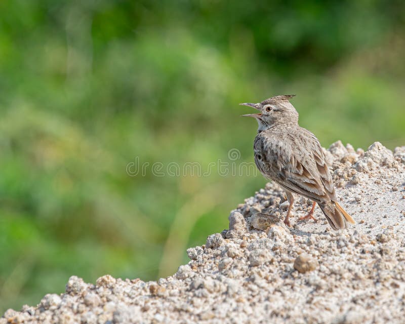 A Crested Lark Singing while Sitting at the Edge of Sand Dune Stock ...