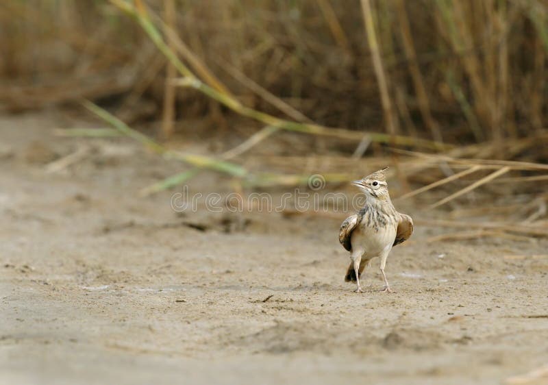 Crested Lark stock image. Image of crest, creature, bahrain - 72905303