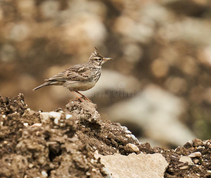 Crested Lark Standing on Rocks Stock Photo - Image of pebbles, songbird ...