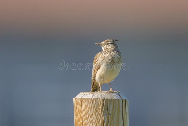 A Crested Lark Standing on a Wooden Pole Stock Image - Image of summer ...