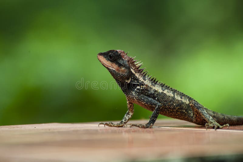 Crested lizard asia stock image. Image of color, exotic - 125138287