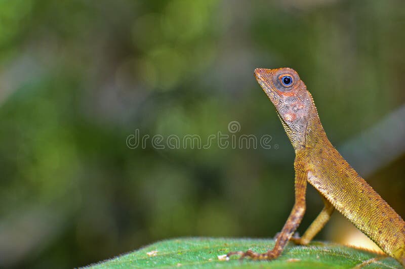 Crested chameleon lizard stock image. Image of close - 113964137