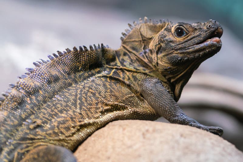 Crested Lizard or Sailfin Lizard Hydrosaurus Pustulatus Stock Photo ...