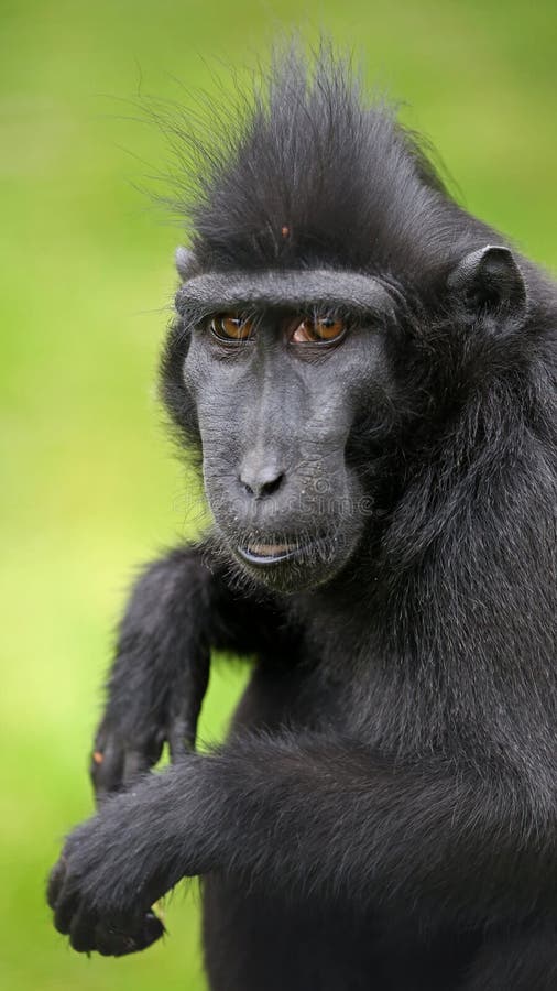 Crested macaque stock image. Image of animal, nature - 99078073