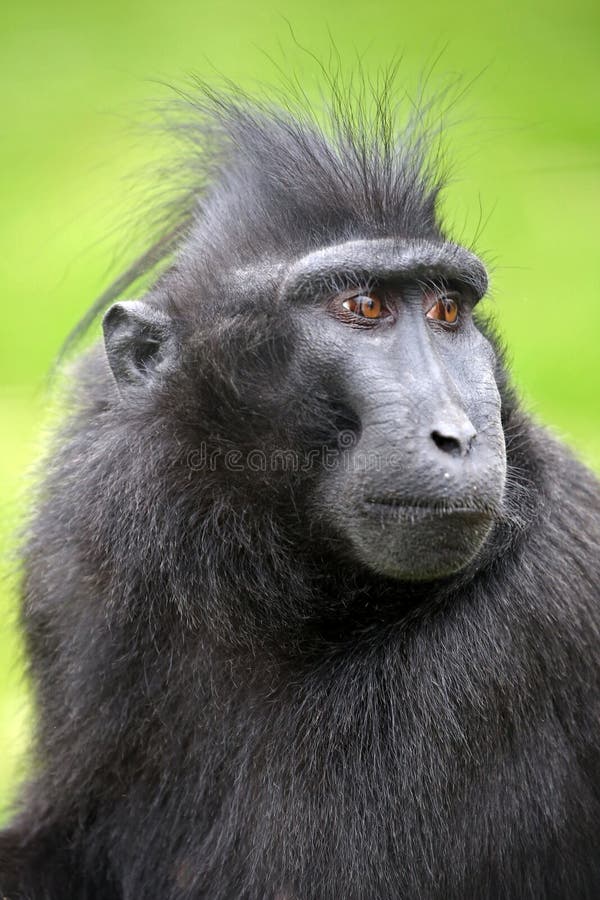 Crested macaque stock photo. Image of young, sulawesi - 99078088