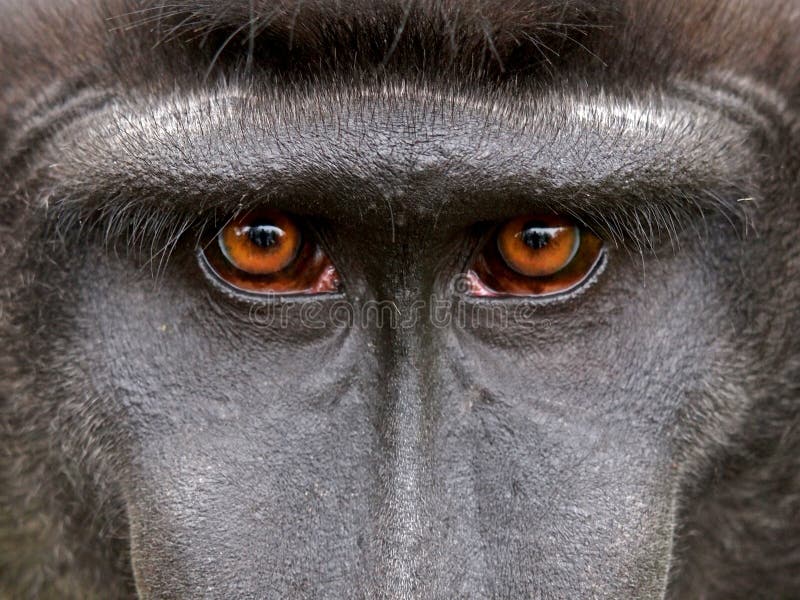 Crested macaque stock image. Image of looking, eyes, face - 57116717