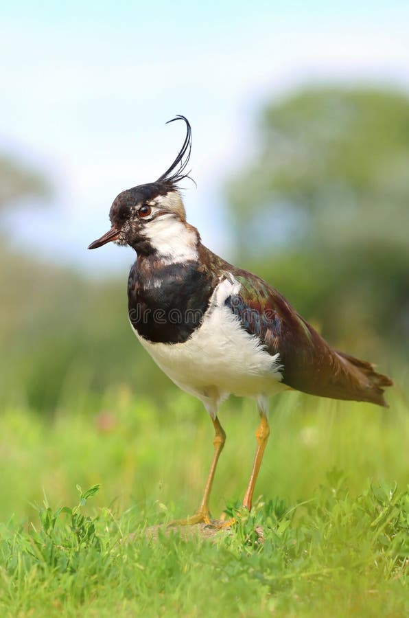 Crested Northern Lapwing during Spring Stock Image - Image of undefined ...