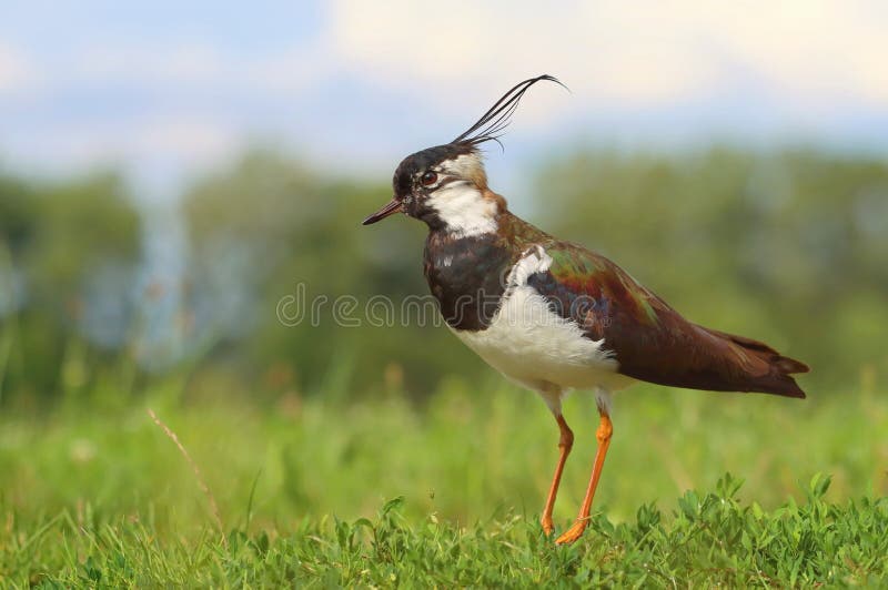 Crested Northern Lapwing during Spring Stock Image - Image of cute ...